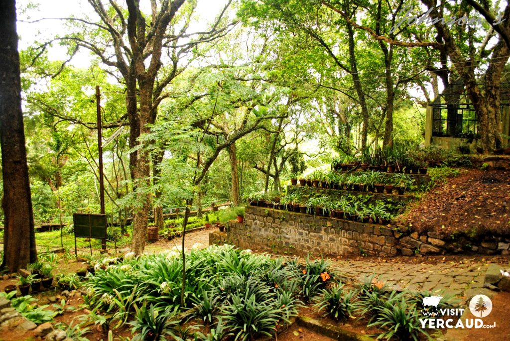 Yercaud Tourist Places – Best Spots to Visit in 2025